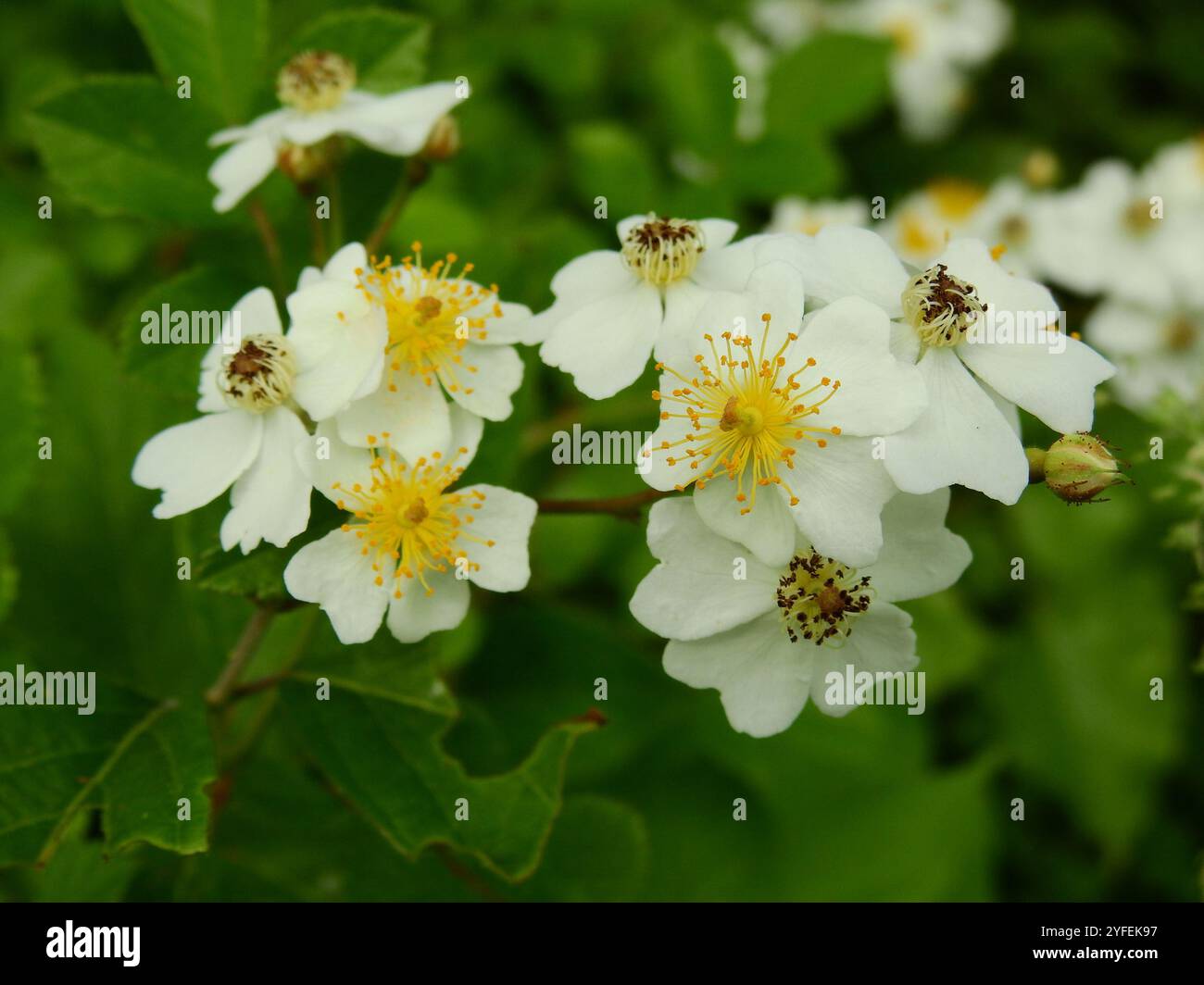 multiflora rose (Rosa multiflora Stock Photo - Alamy