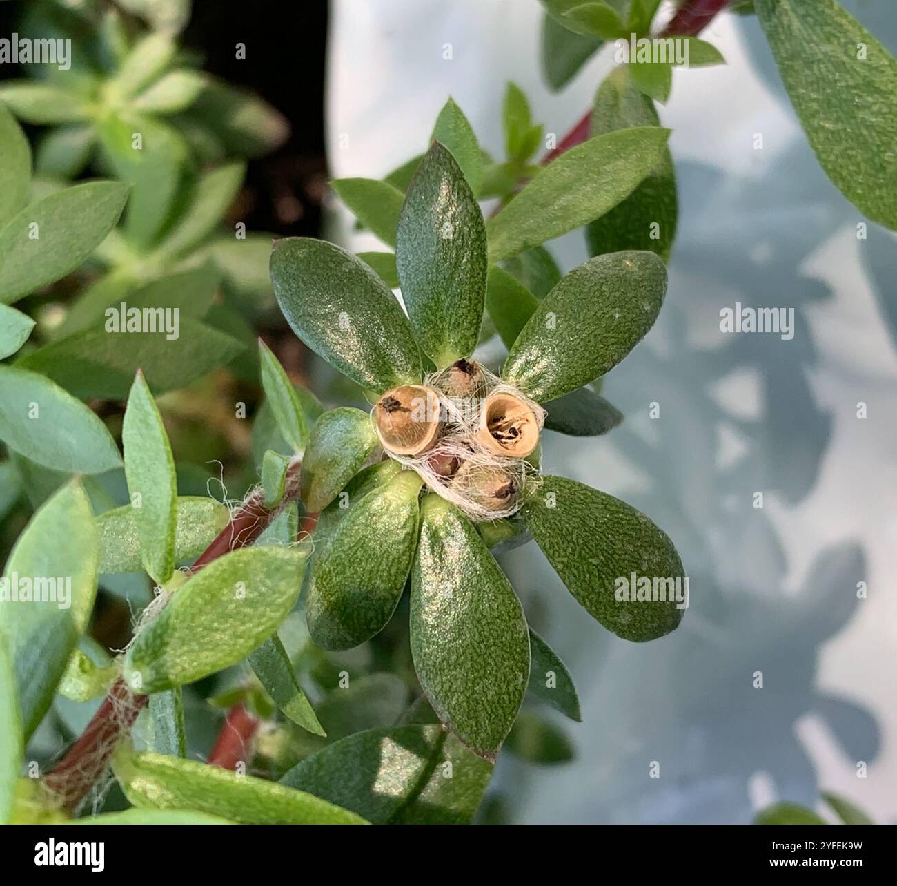 Paraguayan Purslane (Portulaca amilis Stock Photo - Alamy