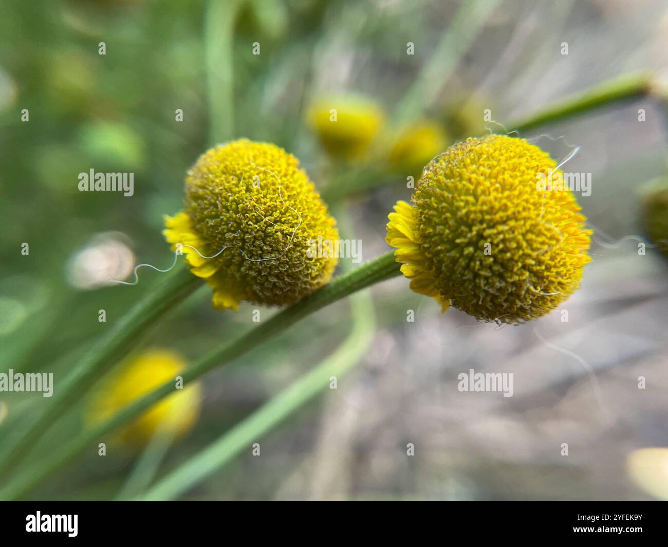 Rosilla (Helenium puberulum Stock Photo - Alamy