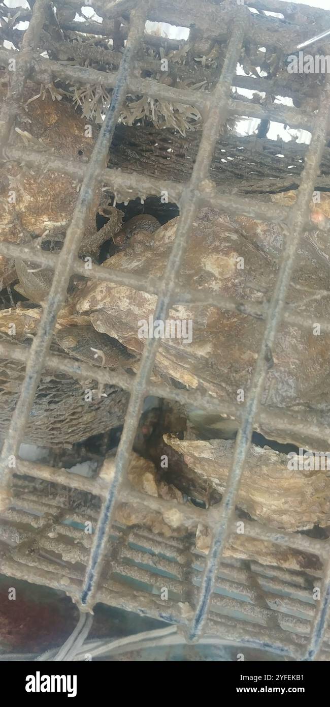 Atlantic Ribbed Mussel (Geukensia demissa Stock Photo - Alamy