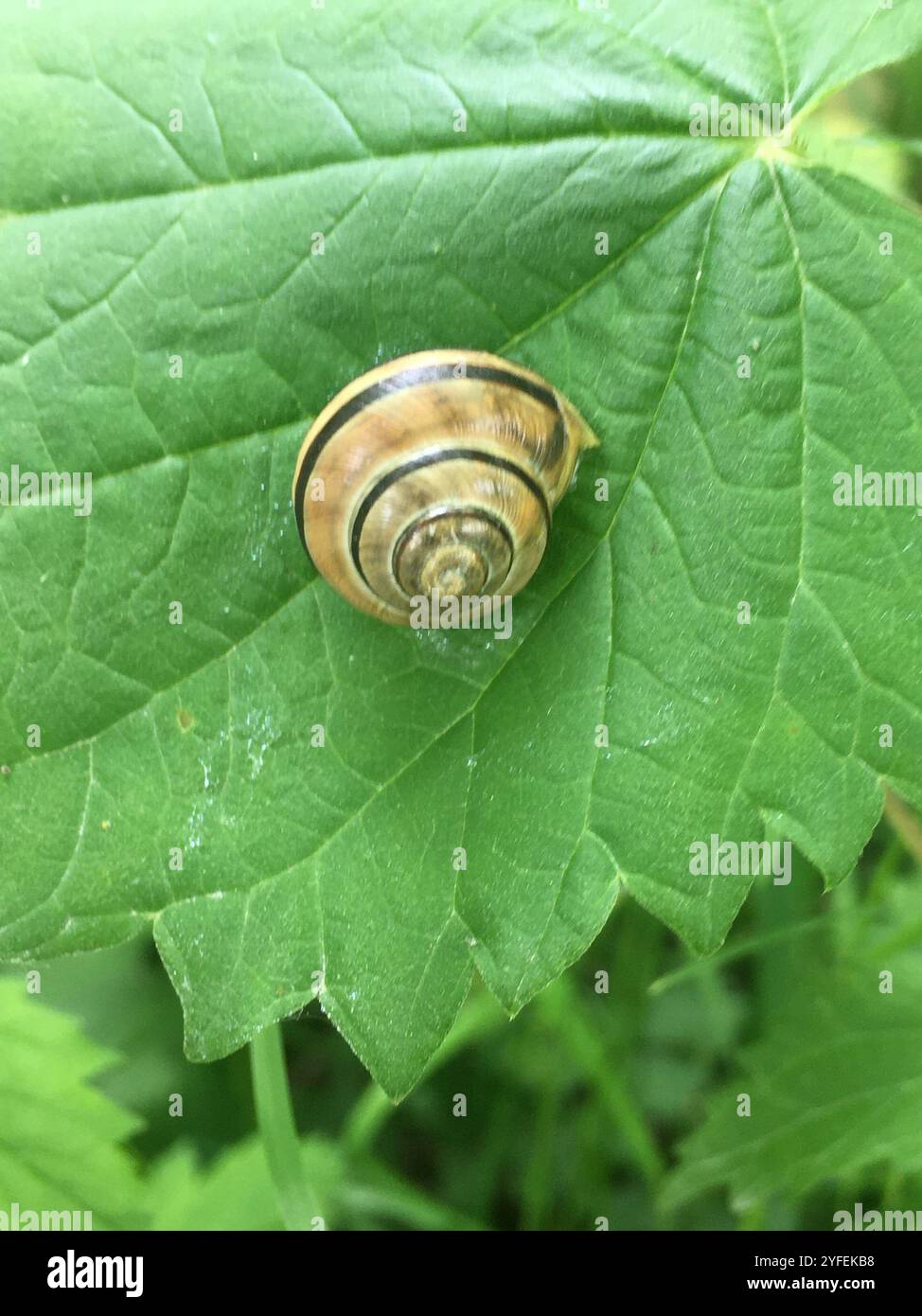 Brown-lipped Snail (Cepaea nemoralis Stock Photo - Alamy
