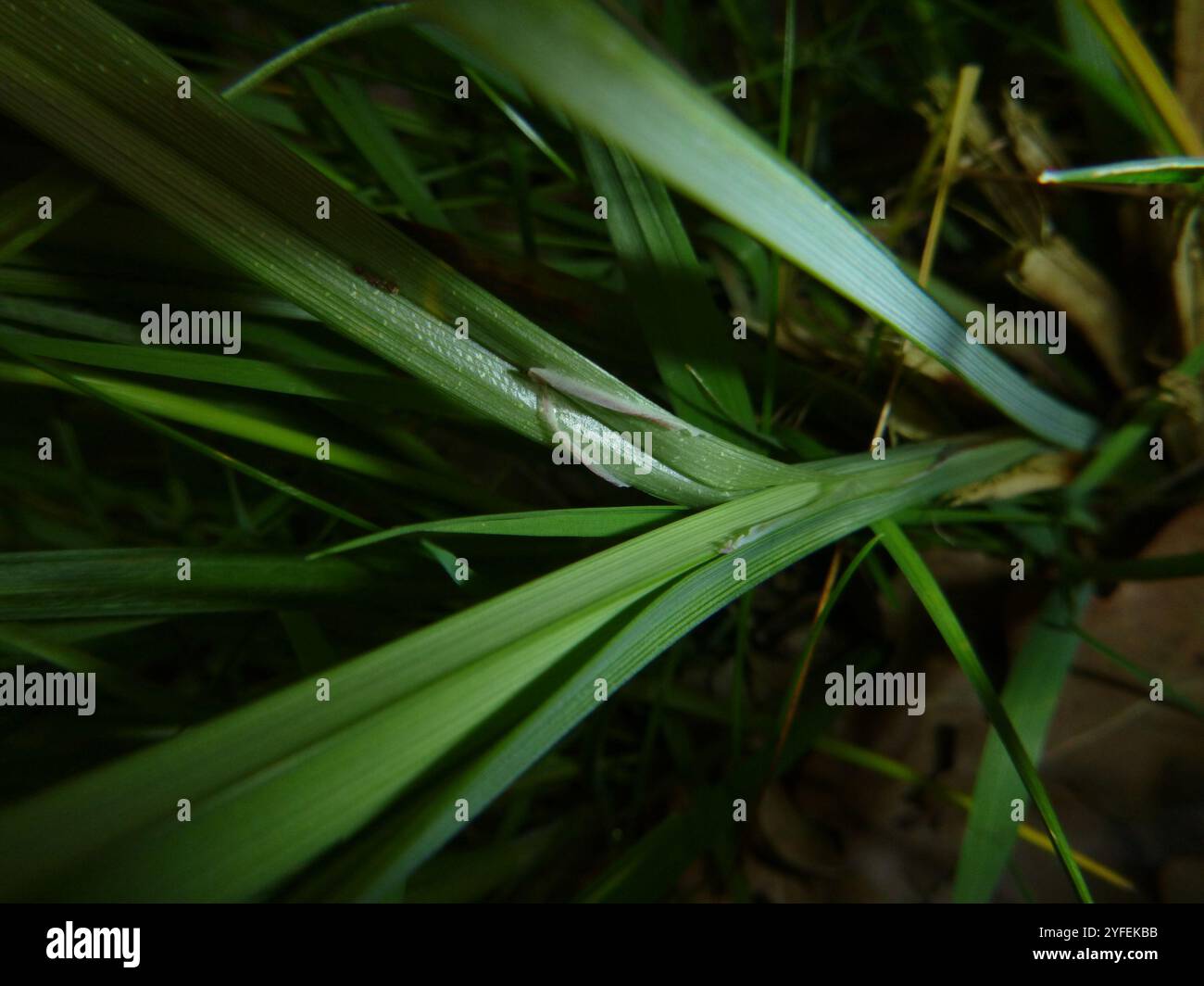 lesser pond sedge (Carex acutiformis Stock Photo - Alamy