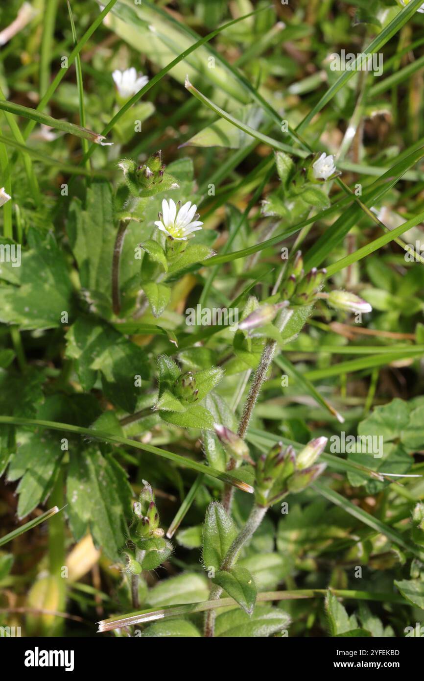 Common mouse-ear chickweed (Cerastium fontanum Stock Photo - Alamy