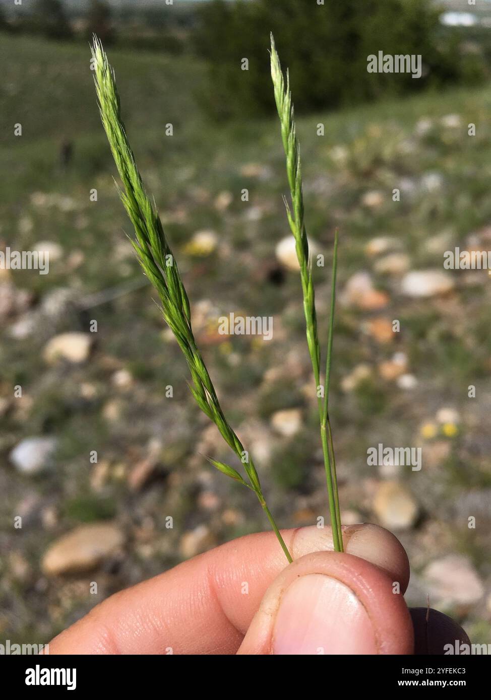 Sixweeks Fescue (Vulpia octoflora Stock Photo - Alamy