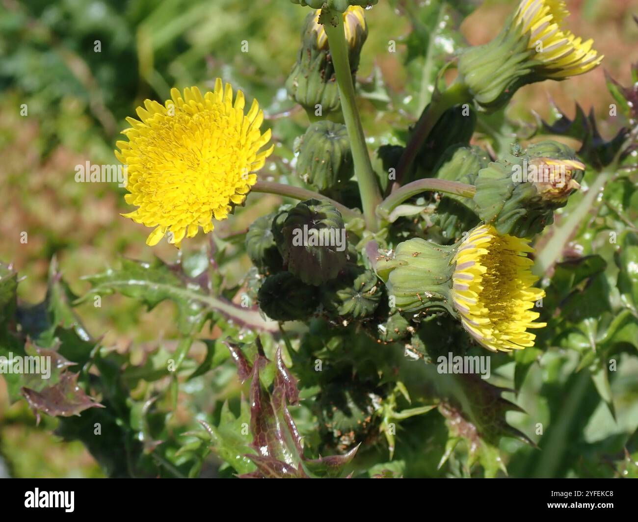 prickly sowthistle (Sonchus asper Stock Photo - Alamy