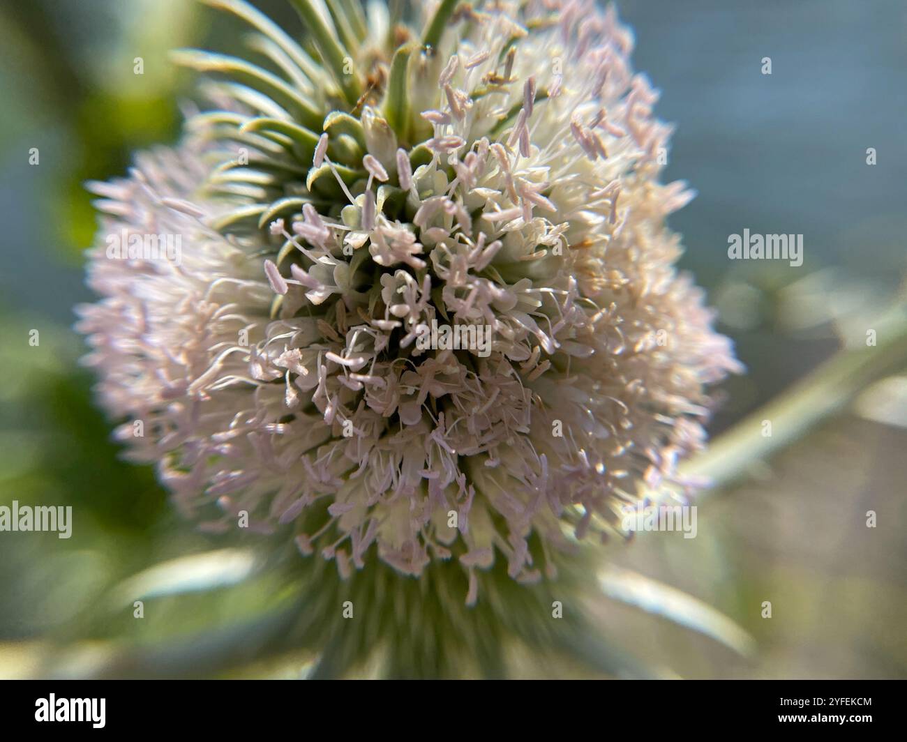 fuller's teasel (Dipsacus sativus Stock Photo - Alamy