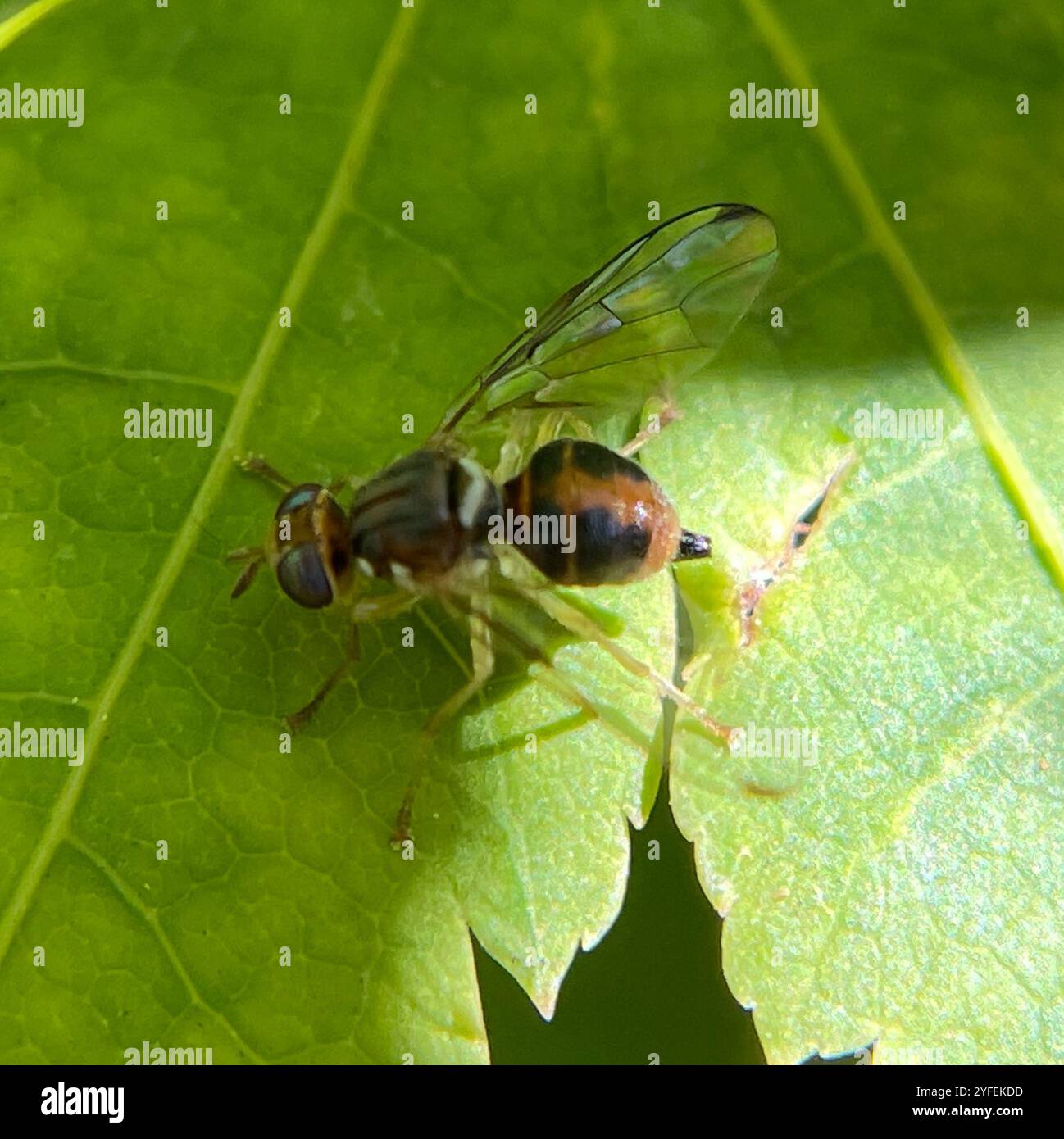 olive fruit fly (Bactrocera oleae Stock Photo - Alamy