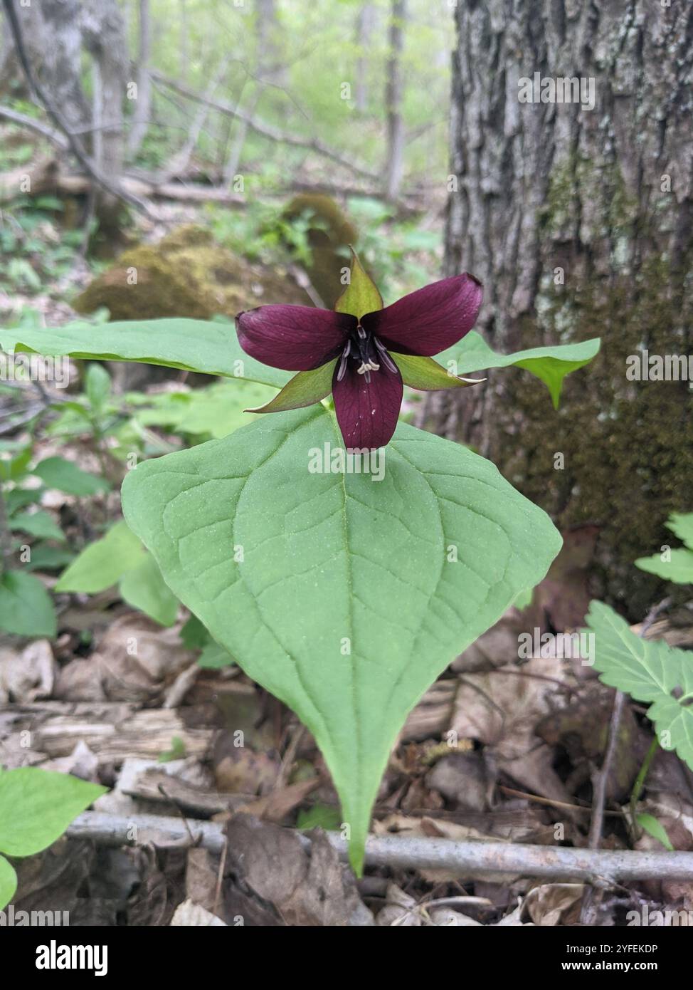 red trillium (Trillium erectum Stock Photo - Alamy