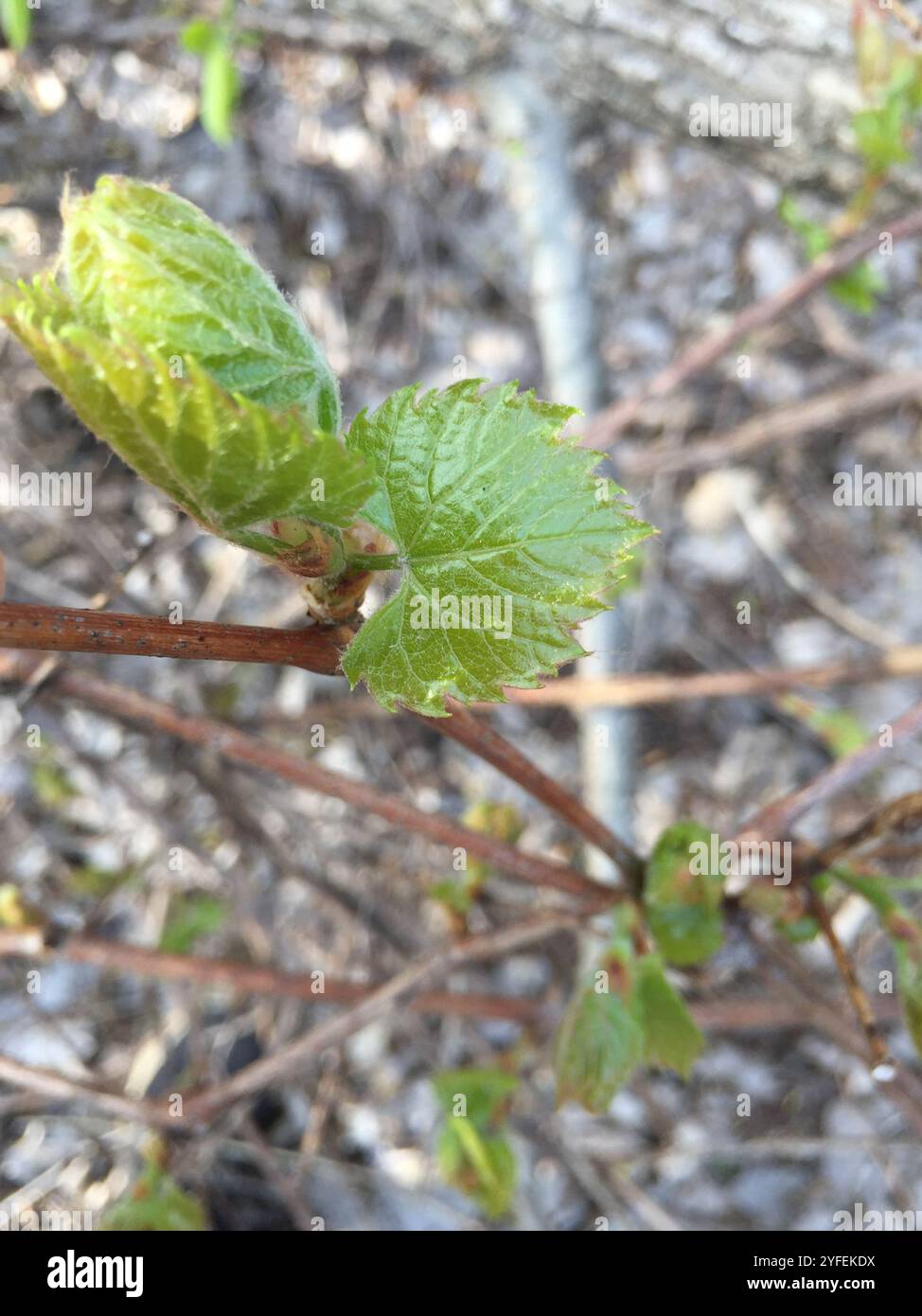 riverbank grape (Vitis riparia Stock Photo - Alamy