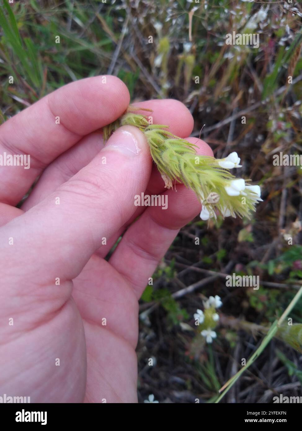 Hairy Indian Paintbrush (Castilleja tenuis Stock Photo - Alamy