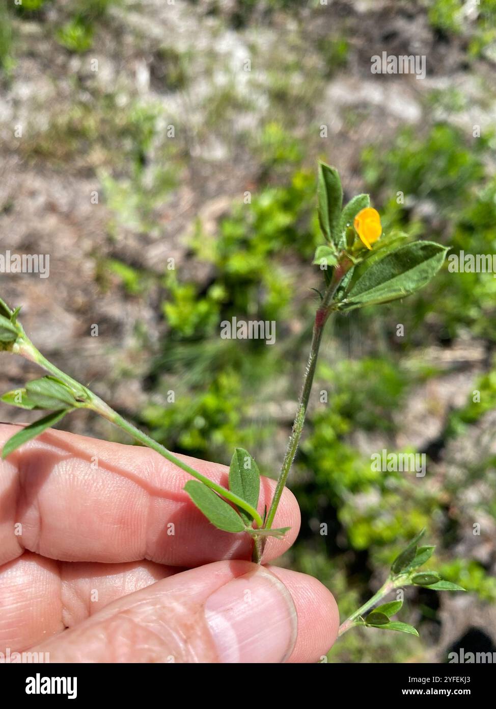 sidebeak pencilflower (Stylosanthes biflora Stock Photo - Alamy