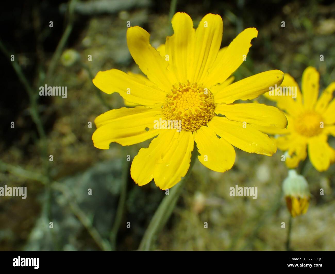common woolly sunflower (Eriophyllum lanatum Stock Photo - Alamy