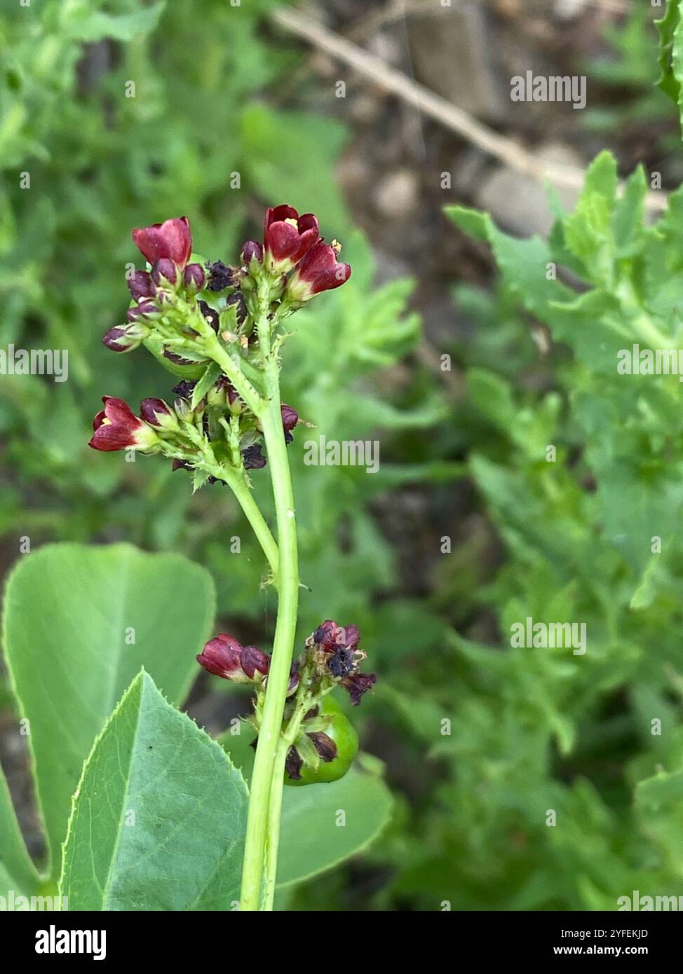Bellyache bush hi-res stock photography and images - Alamy