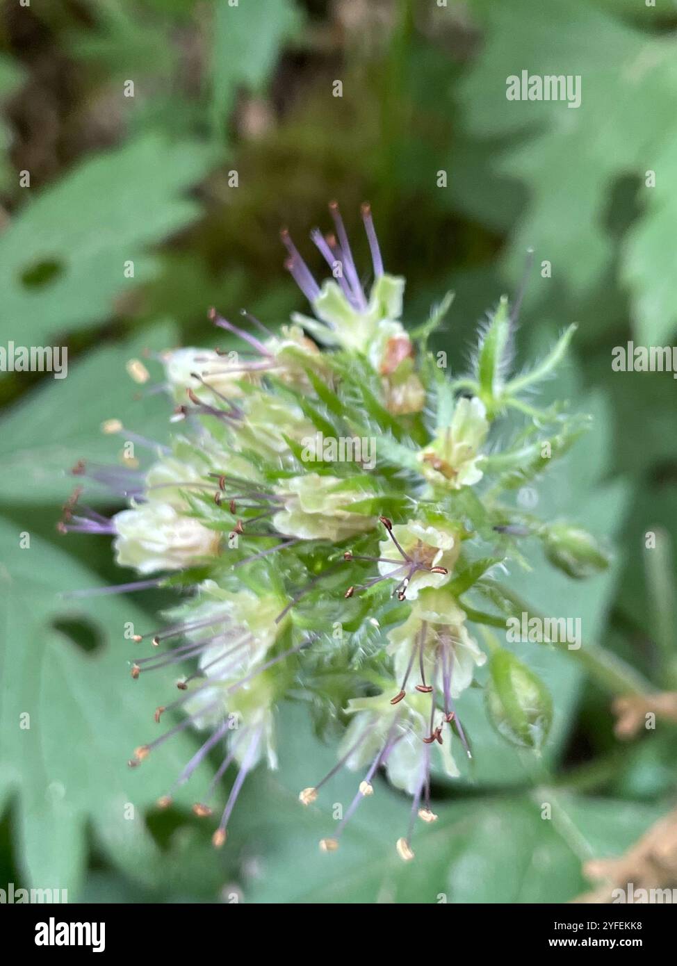 Pacific Waterleaf (Hydrophyllum tenuipes Stock Photo - Alamy