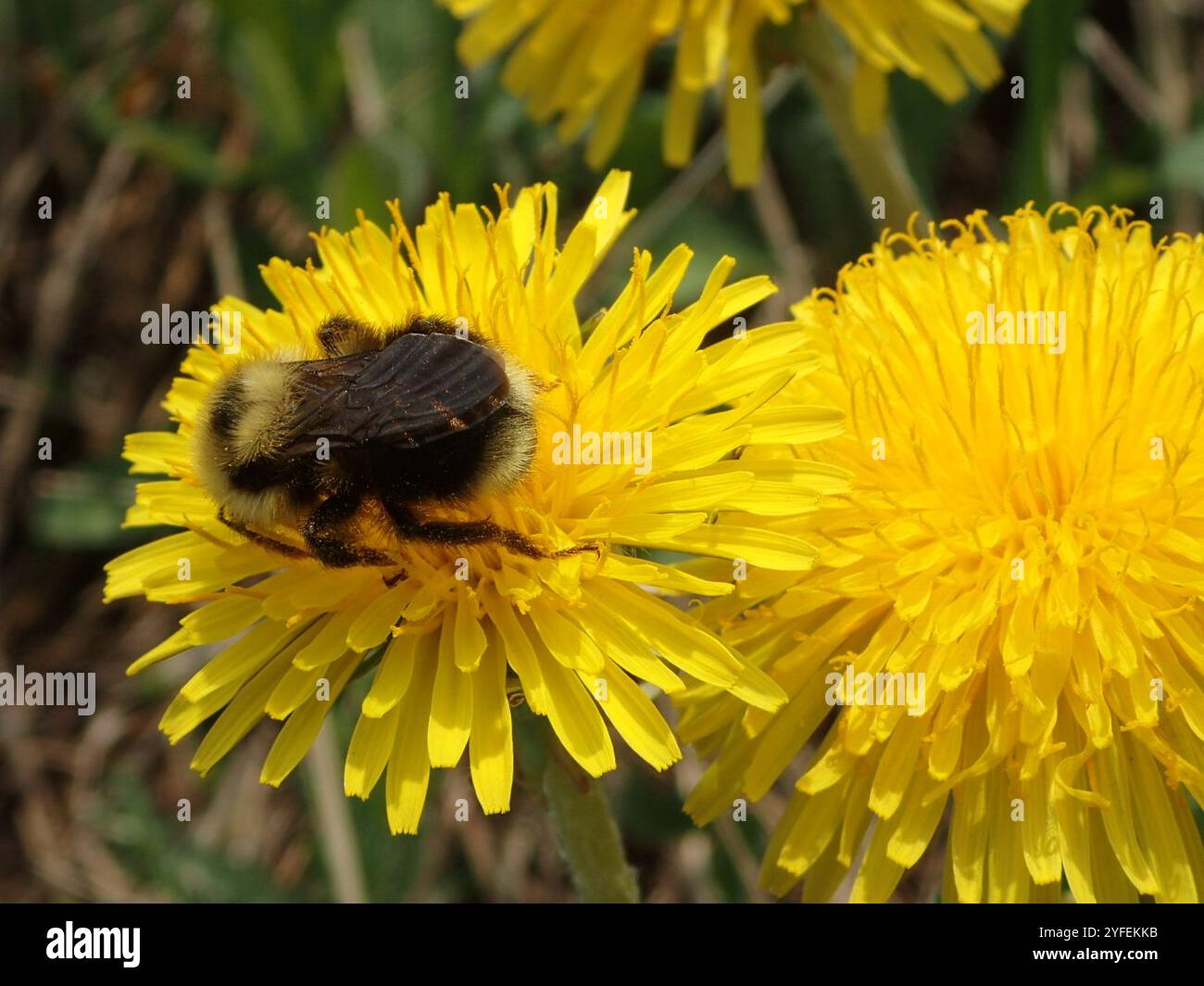 Yellowish Cuckoo Bumble bee (Bombus flavidus Stock Photo - Alamy