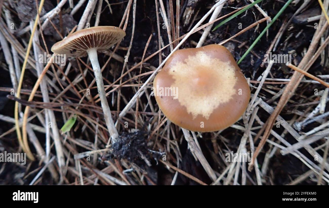 Wavy Cap (Psilocybe cyanescens Stock Photo - Alamy