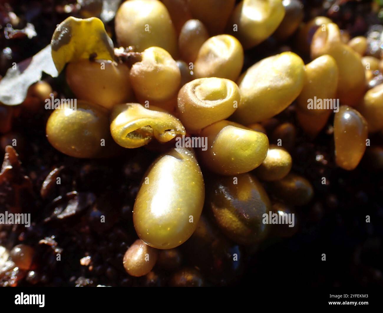 Sea Sacks (Halosaccion glandiforme Stock Photo - Alamy