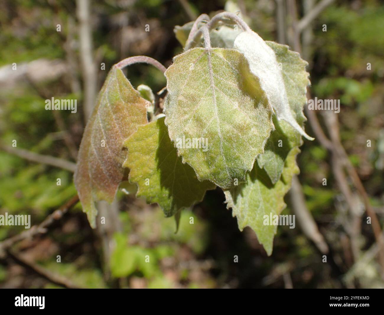 bigtooth aspen (Populus grandidentata Stock Photo - Alamy