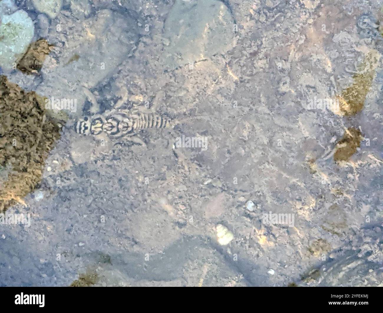 Common Stoneflies (Perlidae Stock Photo - Alamy