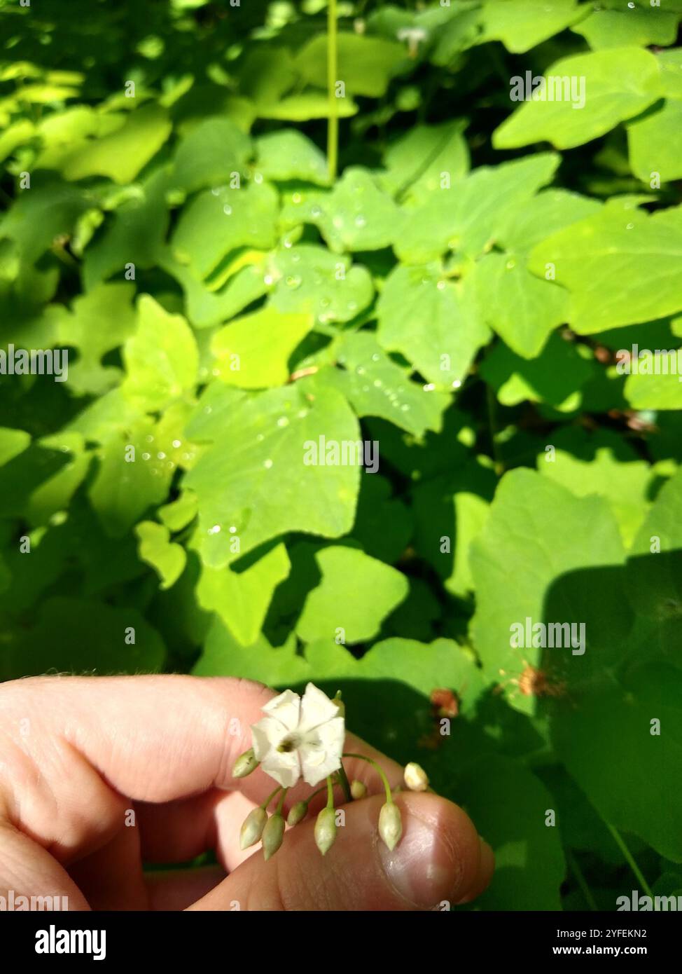 White Inside-out Flower (Vancouveria hexandra Stock Photo - Alamy