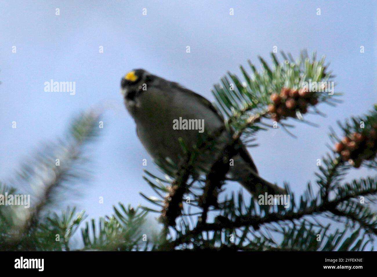 Golden-crowned Kinglet (Regulus satrapa Stock Photo - Alamy