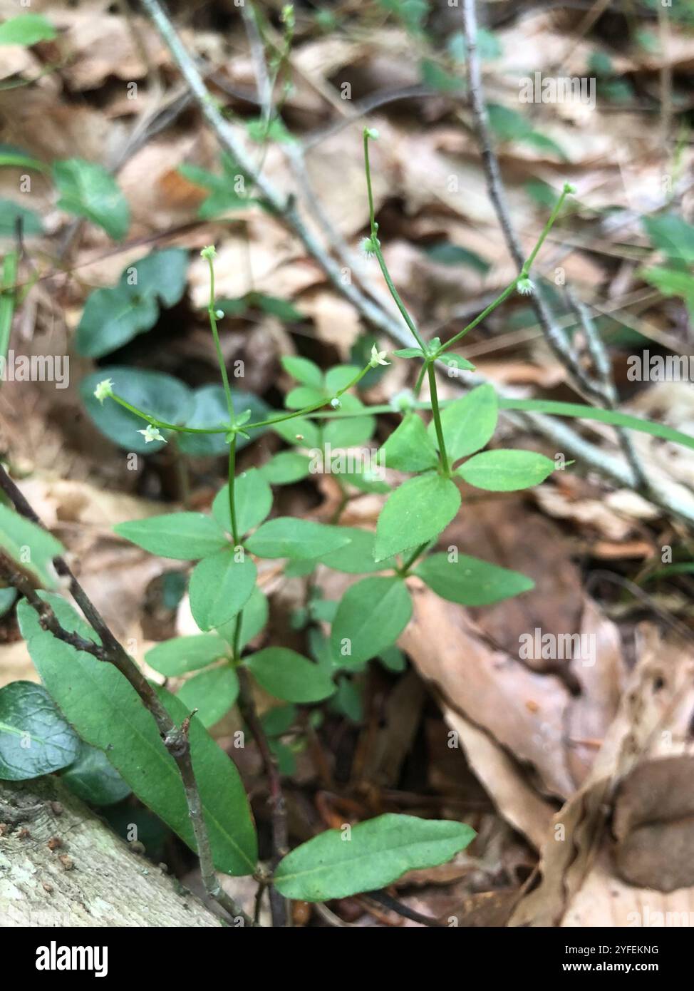 licorice bedstraw (Galium circaezans Stock Photo - Alamy