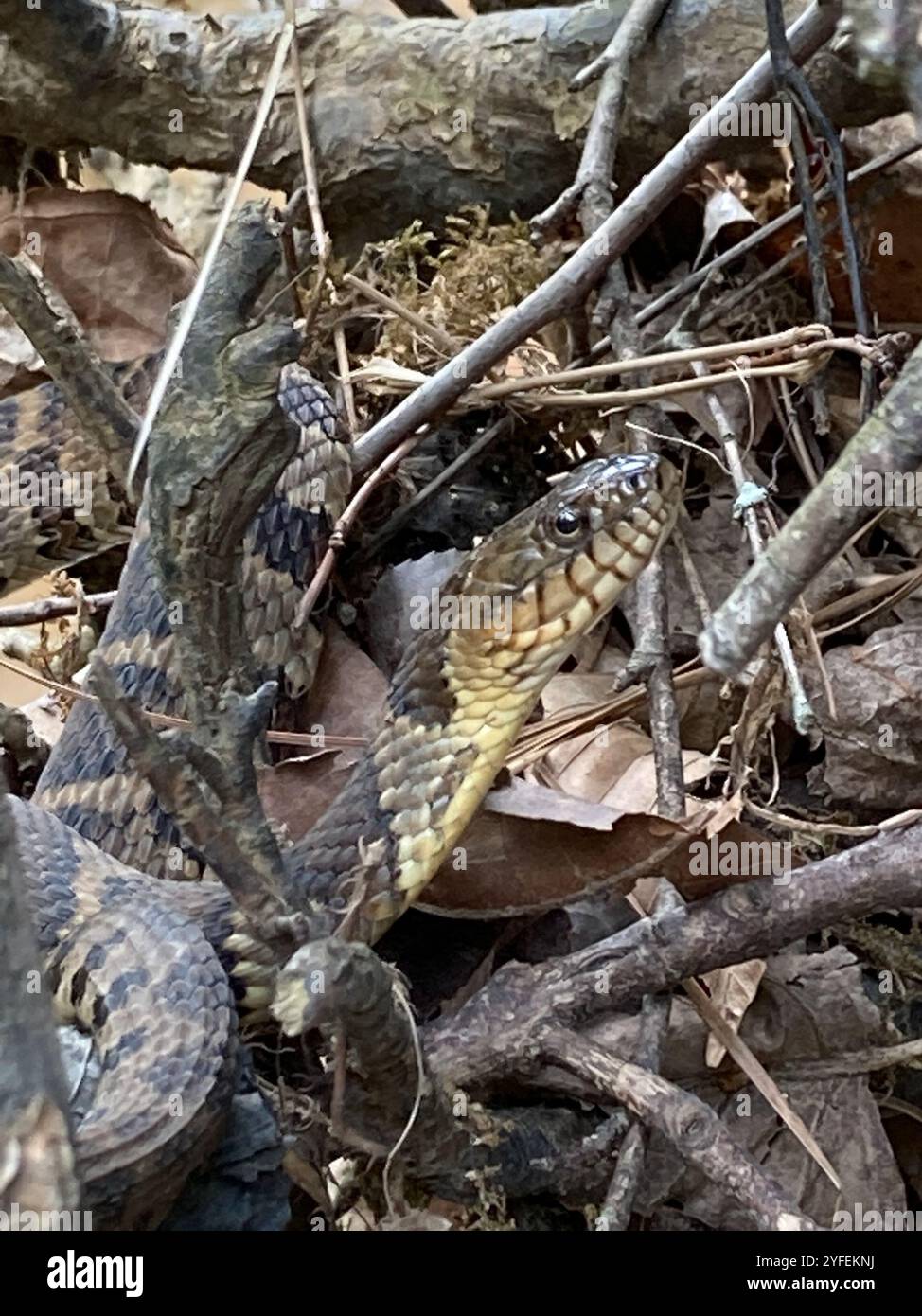 Common Watersnake (Nerodia sipedon Stock Photo - Alamy