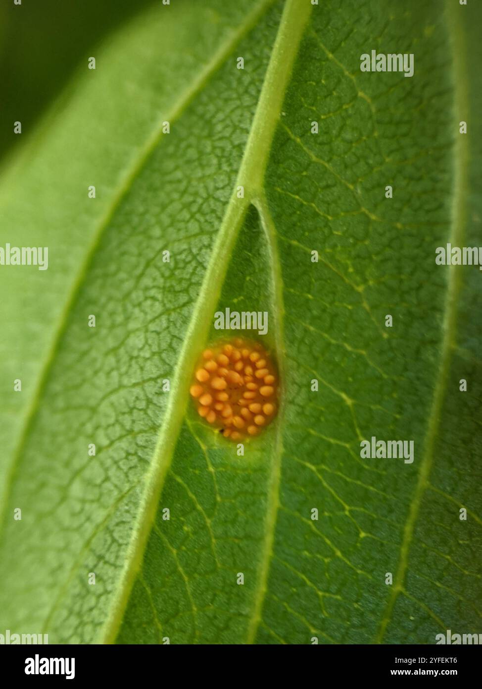 Crown Rust (Puccinia coronata Stock Photo - Alamy