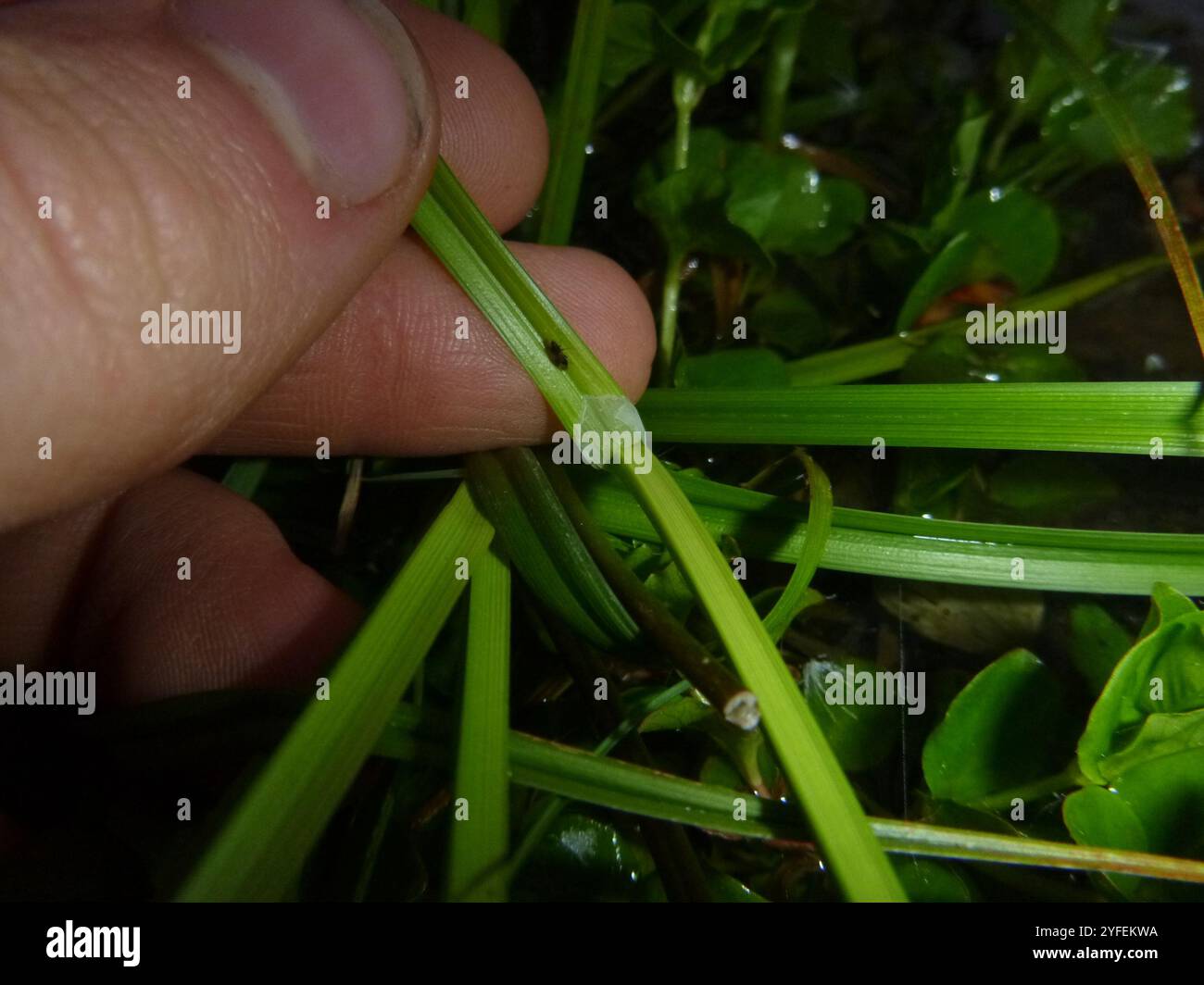 True Fox-sedge (Carex vulpina Stock Photo - Alamy