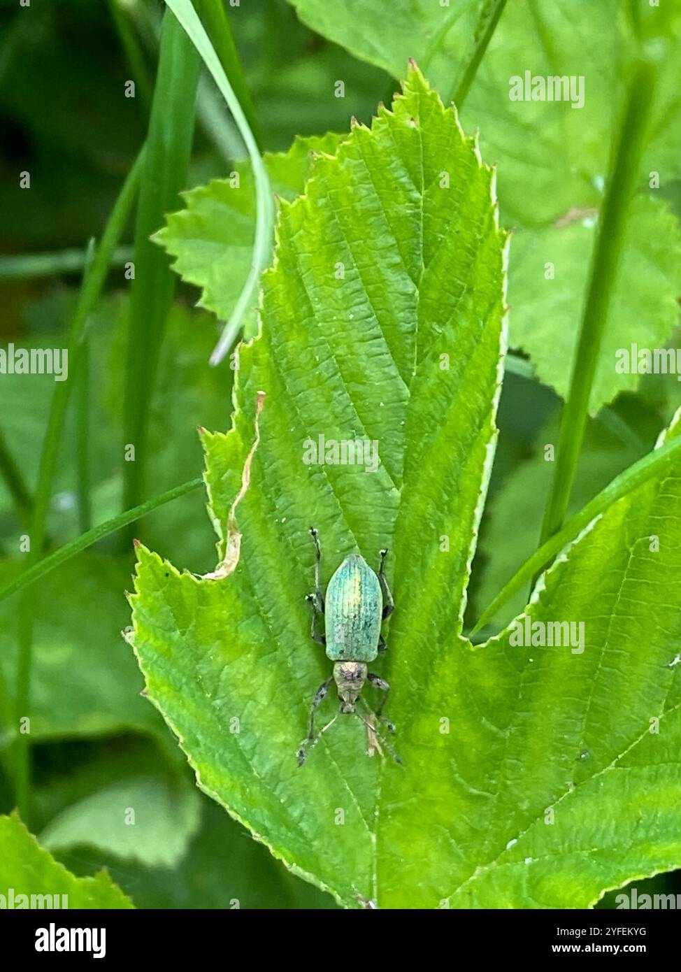 Nettle weevil (Phyllobius pomaceus Stock Photo - Alamy