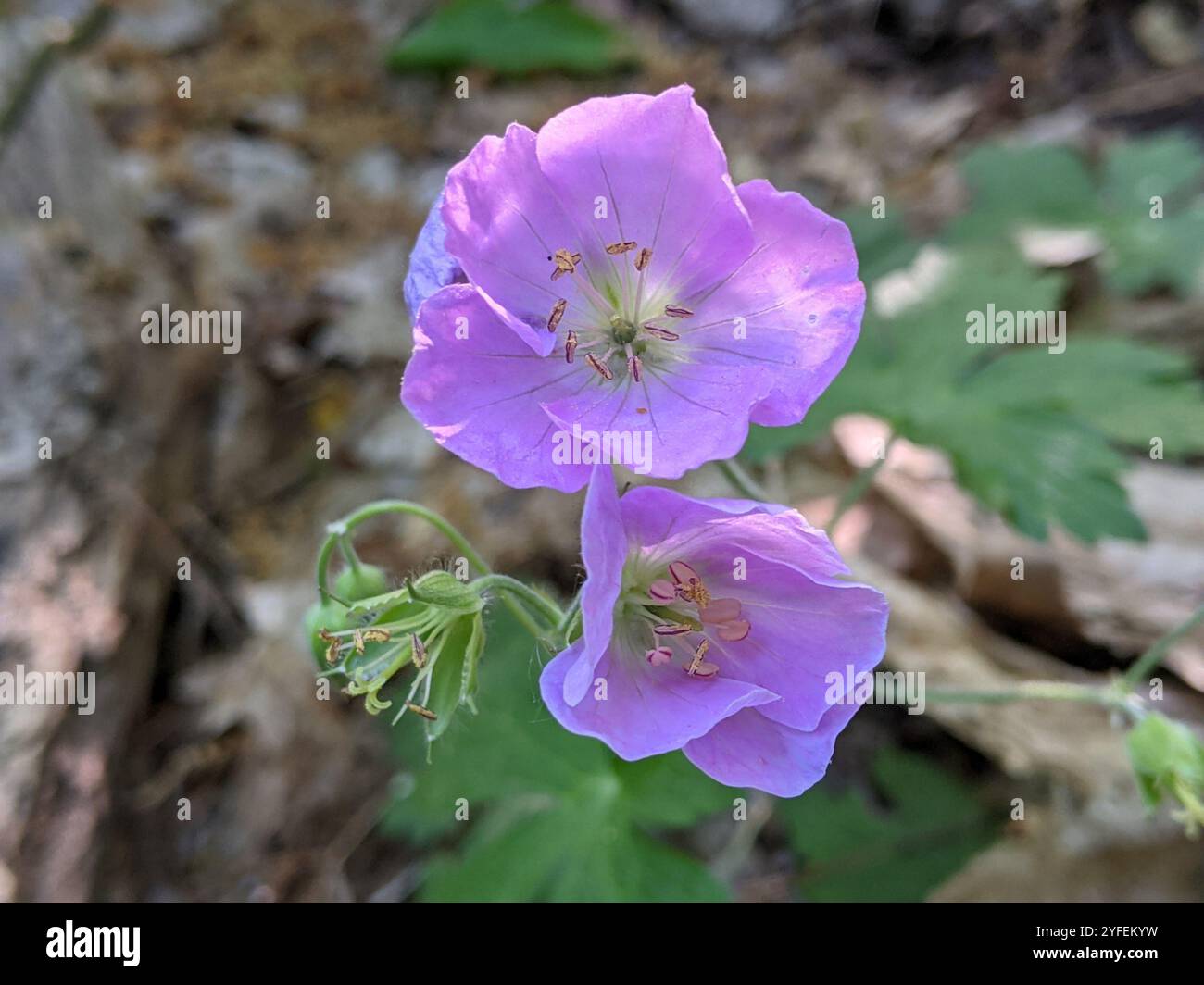 wild geranium (Geranium maculatum Stock Photo - Alamy