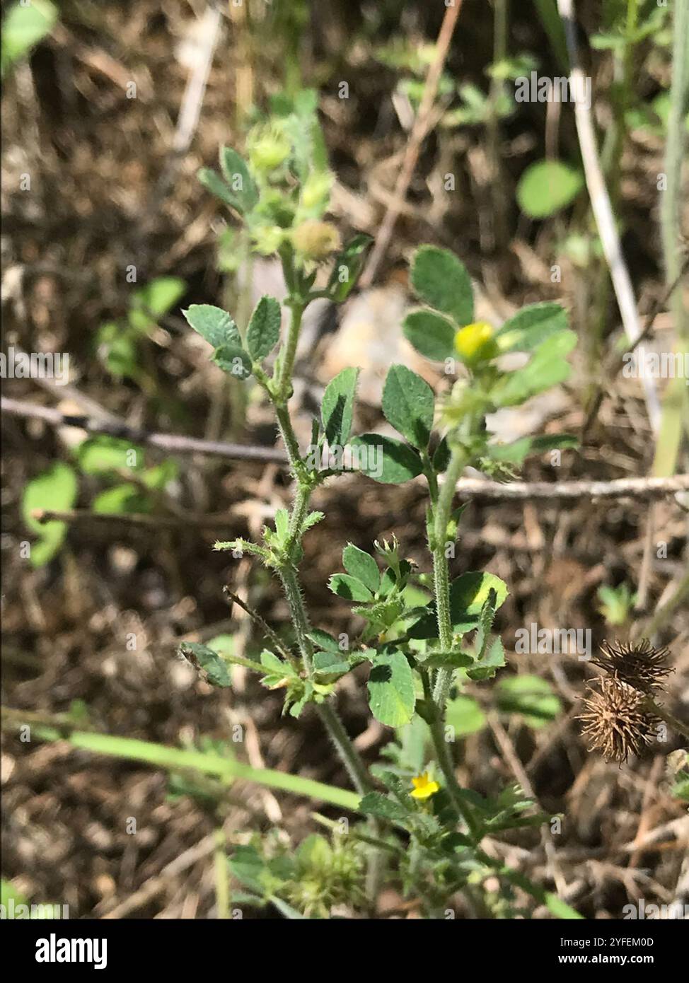 little bur-clover (Medicago minima Stock Photo - Alamy