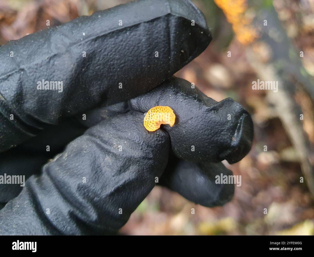 Favolaschia claudopus hi-res stock photography and images - Alamy