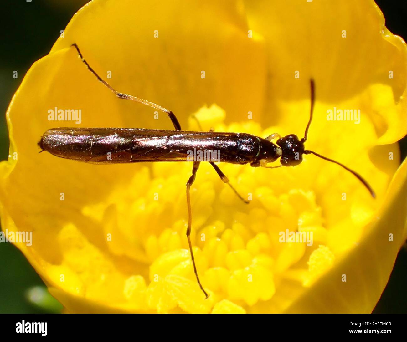 Stem Sawflies (Cephidae Stock Photo - Alamy