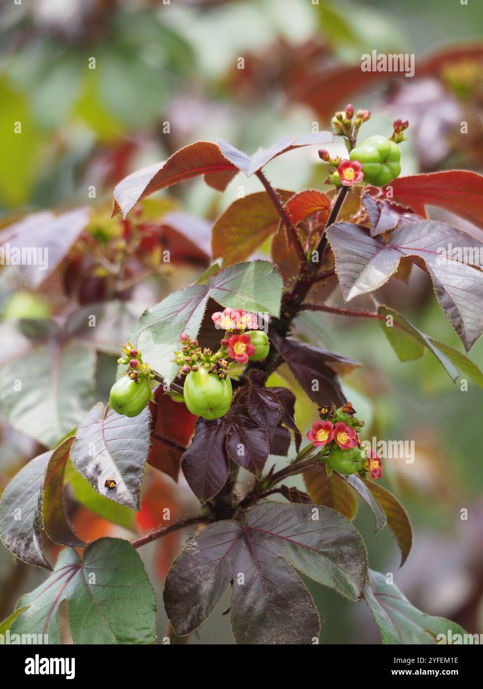 Bellyache Bush (Jatropha gossypiifolia Stock Photo - Alamy