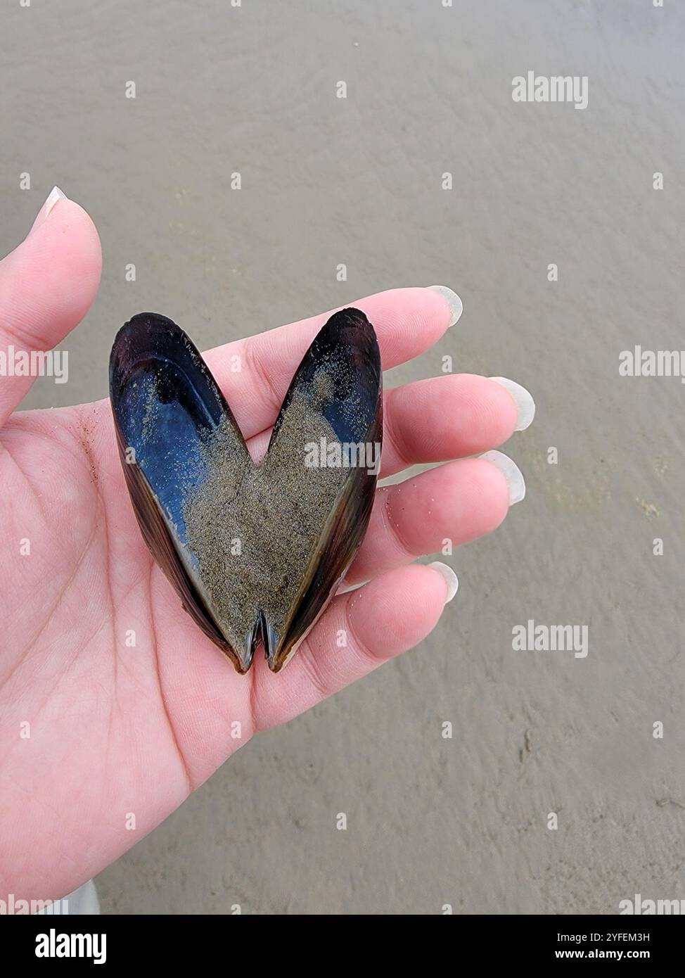 Mediterranean Mussel (Mytilus galloprovincialis Stock Photo - Alamy