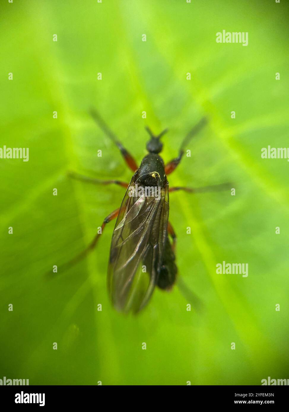 Varipes hi-res stock photography and images - Alamy