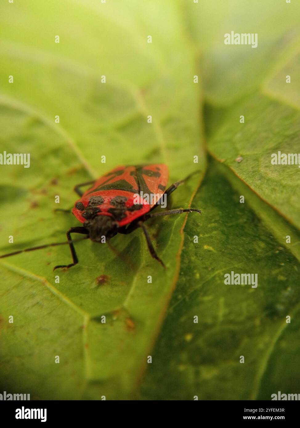 cruciferous bug (Eurydema ventralis Stock Photo - Alamy
