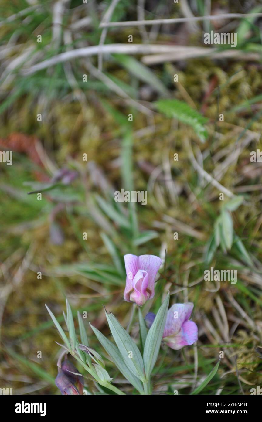 Bitter Vetch (Lathyrus linifolius Stock Photo - Alamy