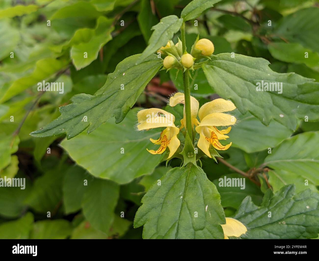 yellow archangel (Lamium galeobdolon Stock Photo - Alamy