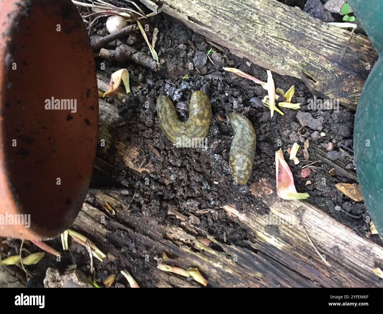 Cellar Slugs (Limacus Stock Photo - Alamy