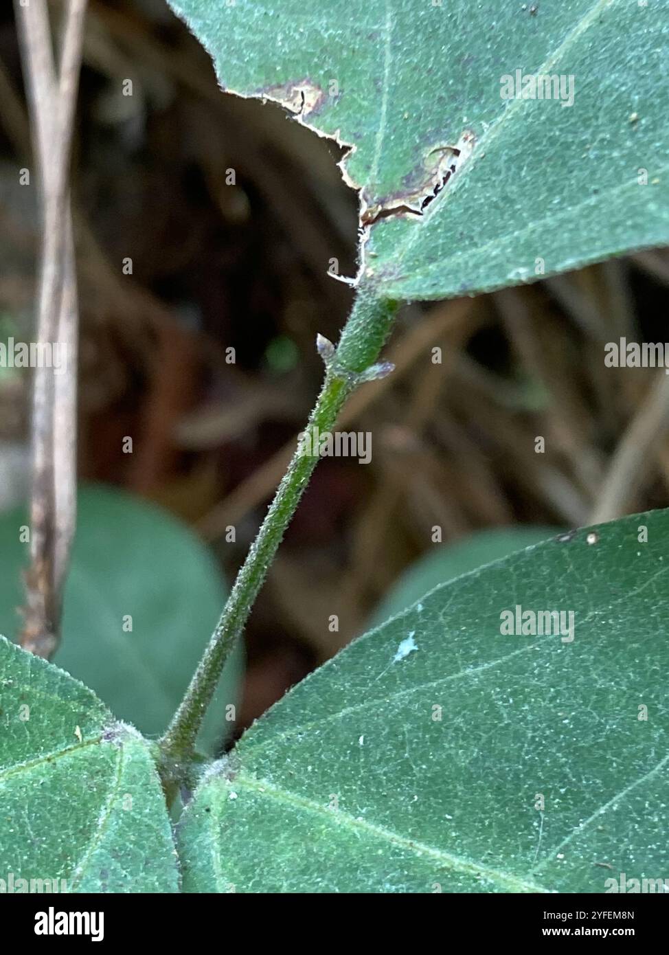 Thicket Bean (Phaseolus polystachios Stock Photo - Alamy