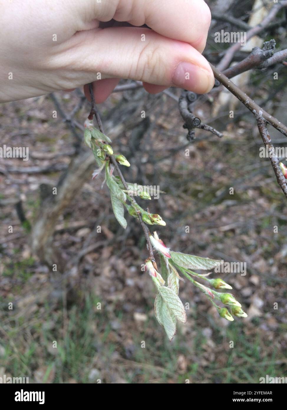 Running Serviceberry (Amelanchier stolonifera Stock Photo - Alamy