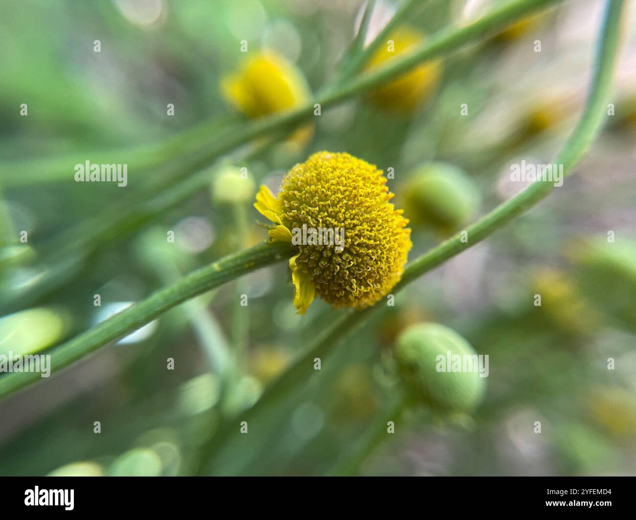 Rosilla (Helenium puberulum Stock Photo - Alamy