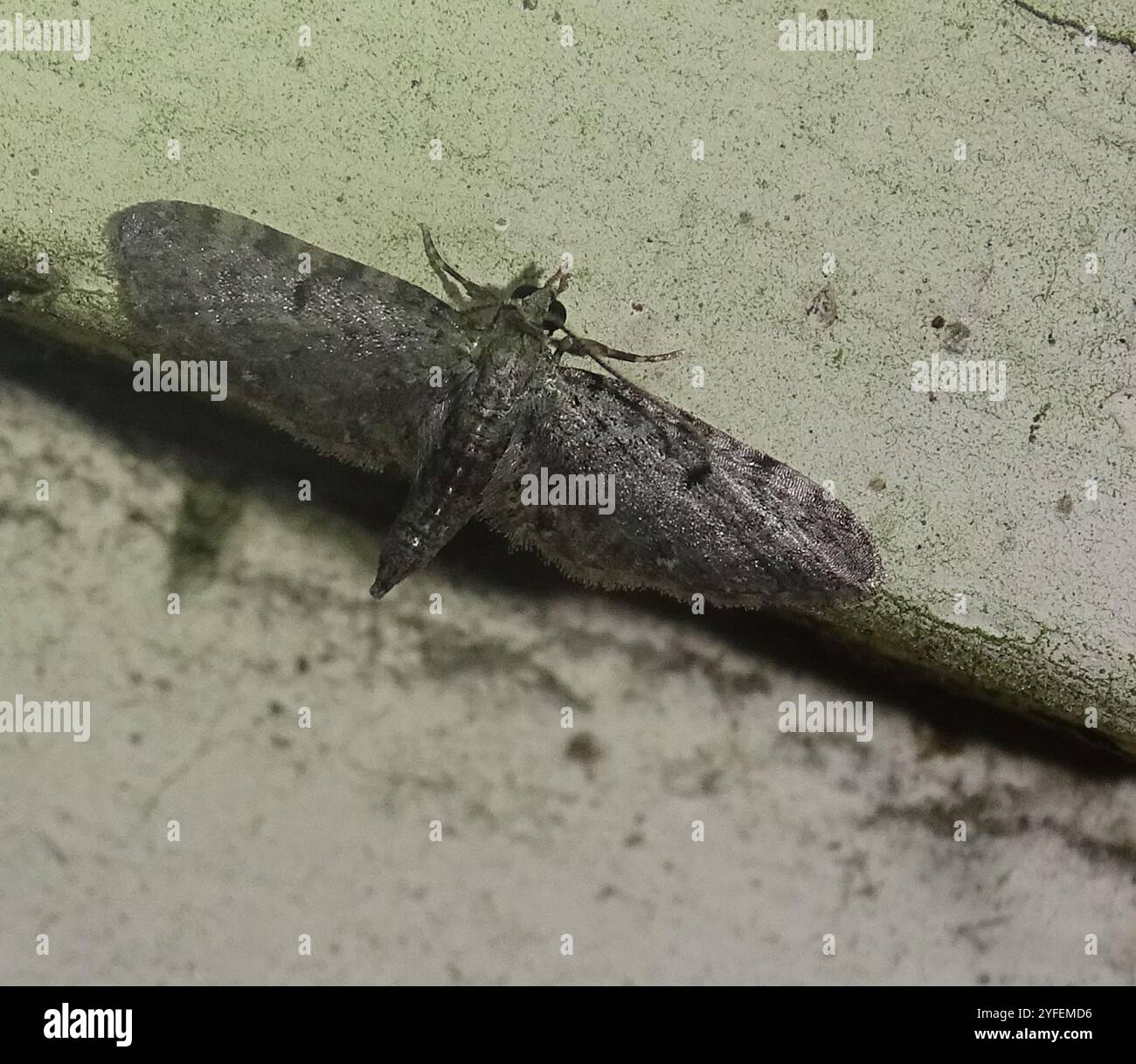 Common Eupithecia Moth (Eupithecia miserulata Stock Photo - Alamy