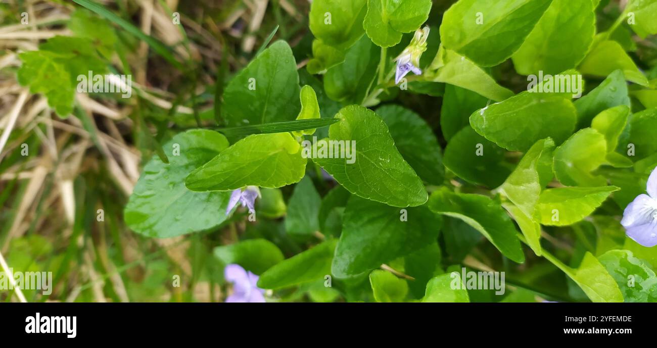 Heath Dog-Violet (Viola canina Stock Photo - Alamy