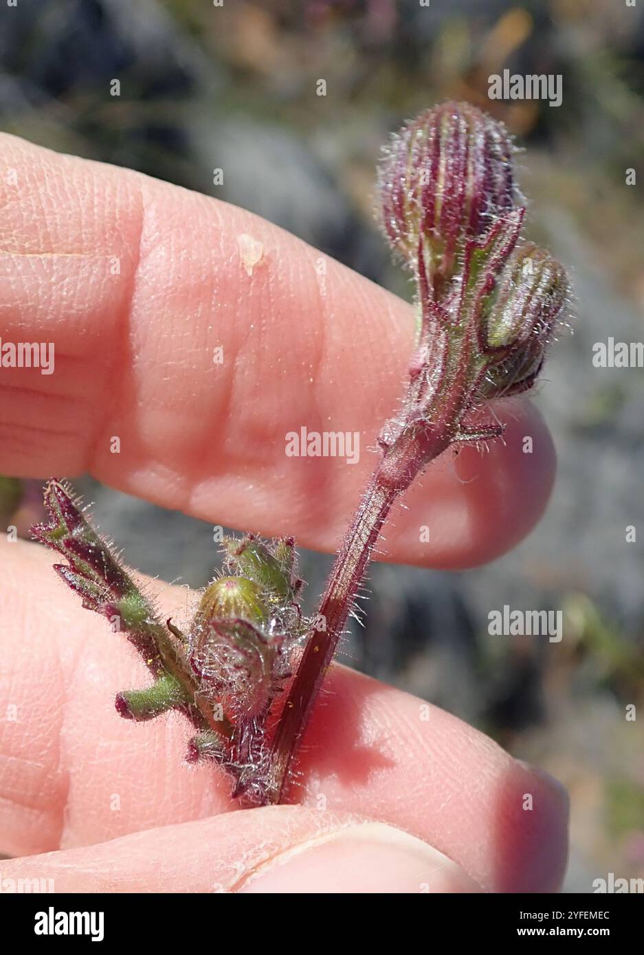Senecio arenarius hi-res stock photography and images - Alamy