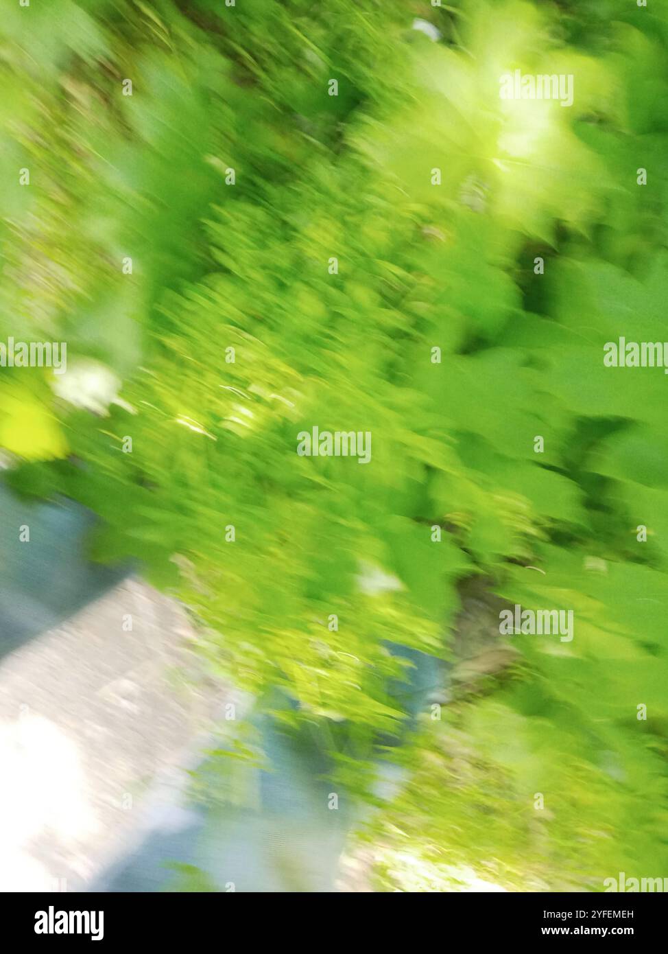 Broad-leaf Waterleaf (Hydrophyllum canadense Stock Photo - Alamy