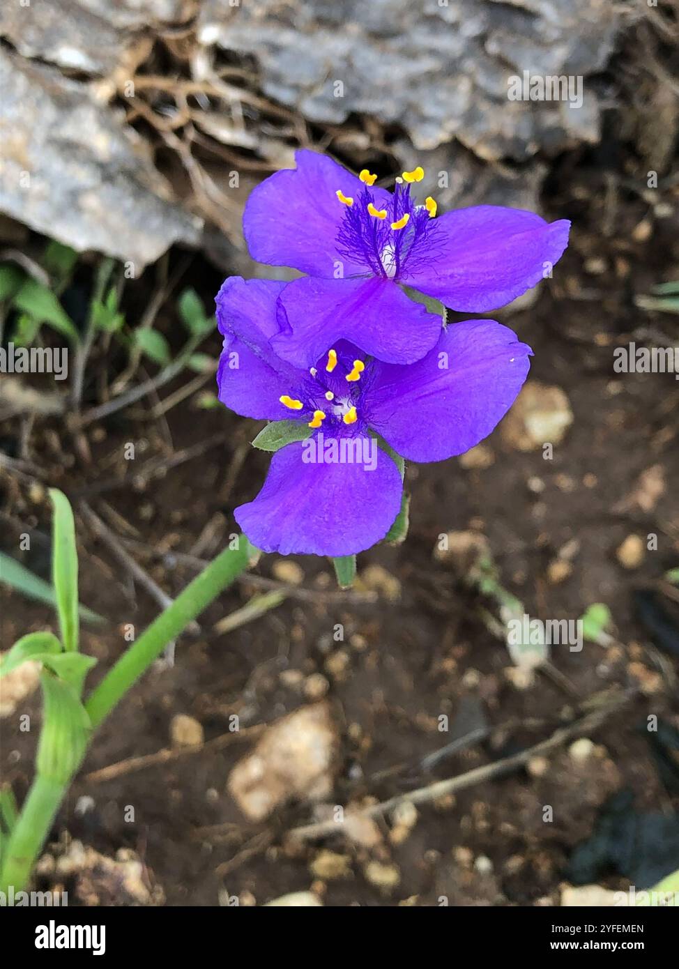 Western Spiderwort (Tradescantia occidentalis Stock Photo - Alamy
