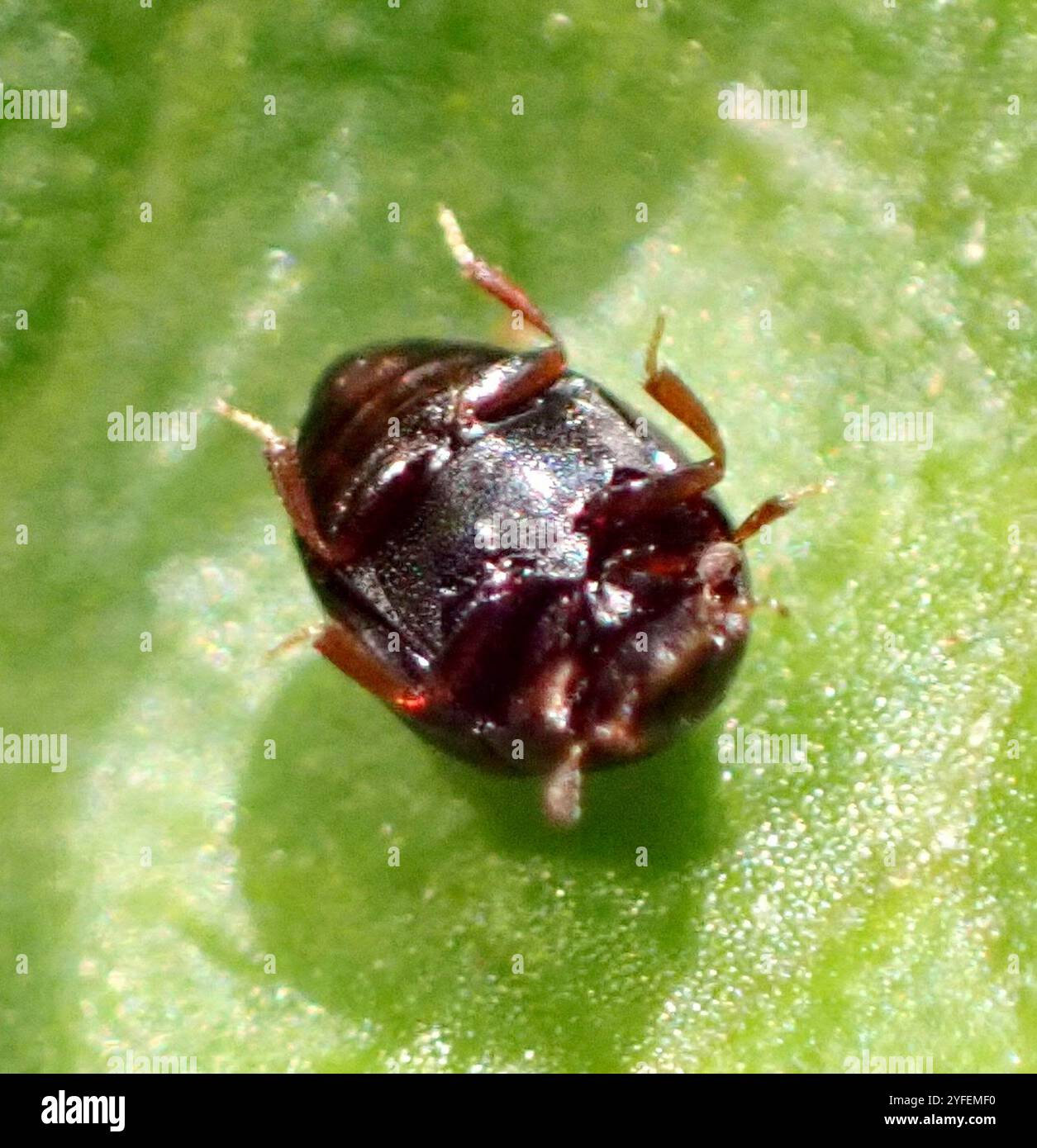 Phalacridae hi-res stock photography and images - Alamy